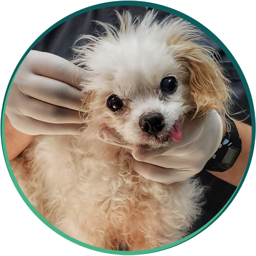 Golden State Humane Society